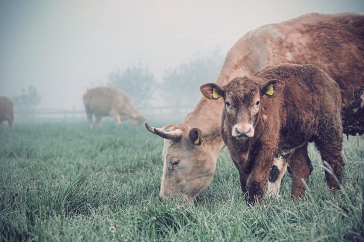 Our 2022 ‘top five’ – Nuffield Council on Bioethics