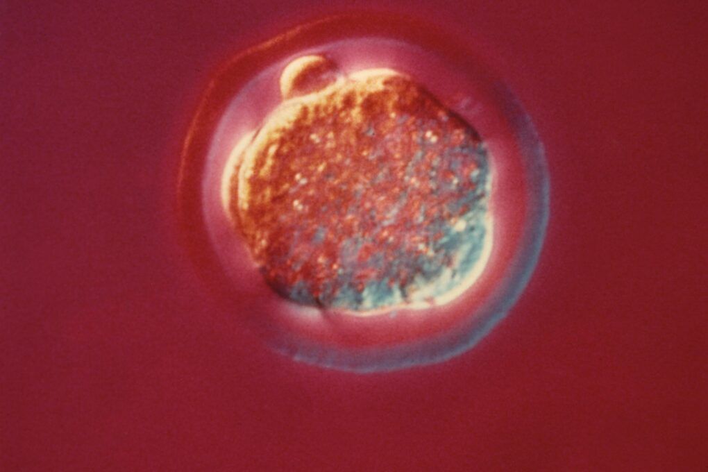 Nuffield Council on Bioethics response to Code of Practice for research ...