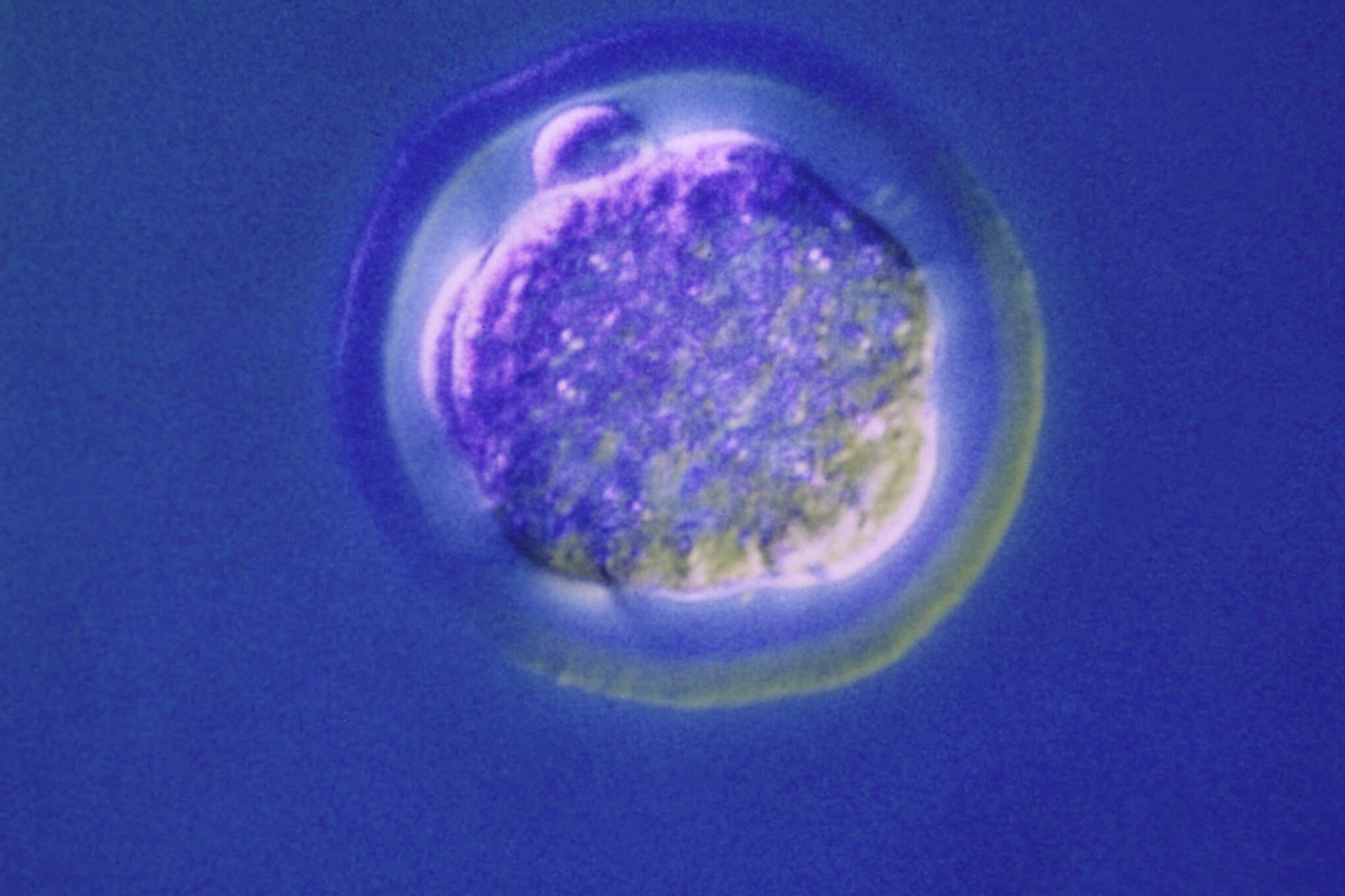 New project to explore the ethical and regulatory questions surrounding ...