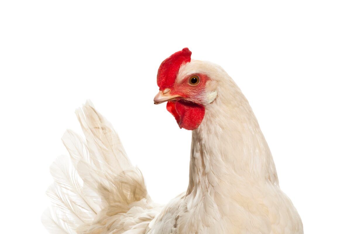 ‘Farming Tomorrow’: the Genetic Technology (Precision Breeding) Act ...